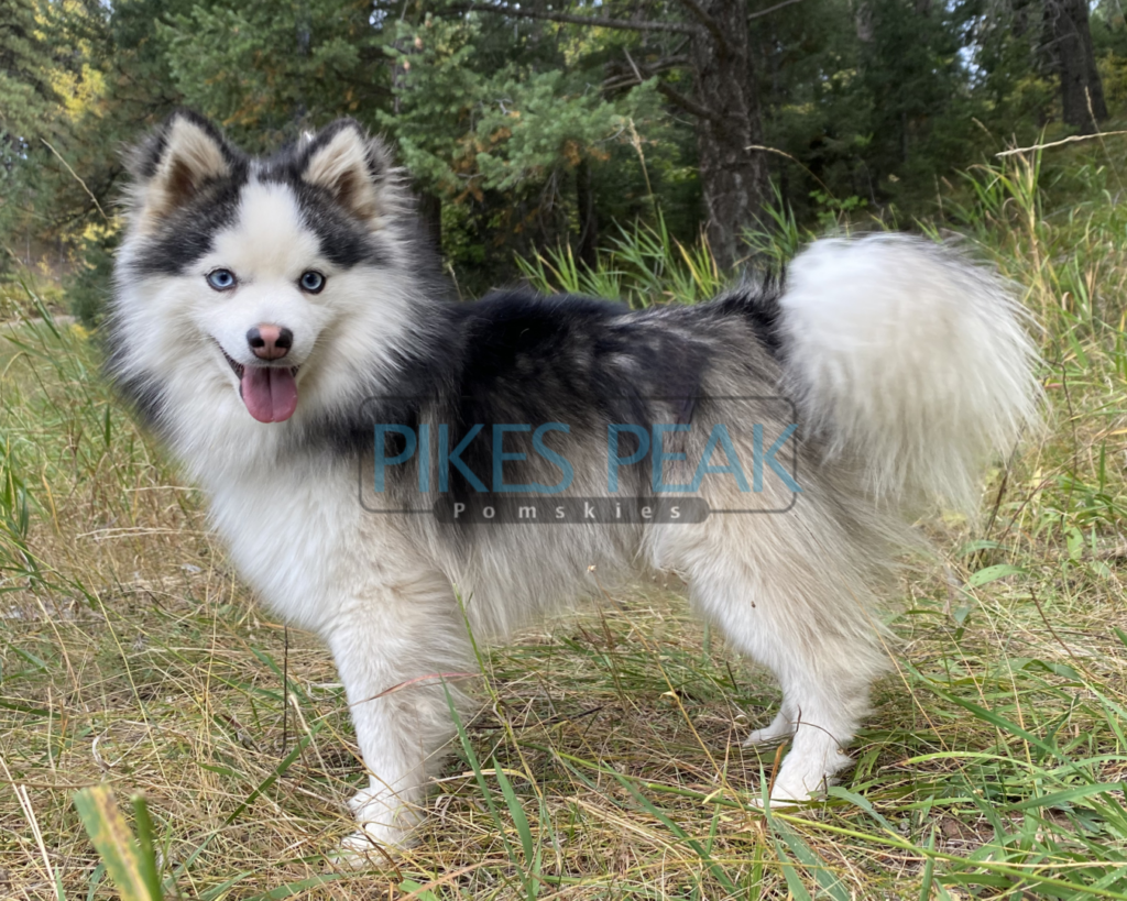 l-Previous Puppies #PikesPeakPomskies- Pikes Peak Pomskies