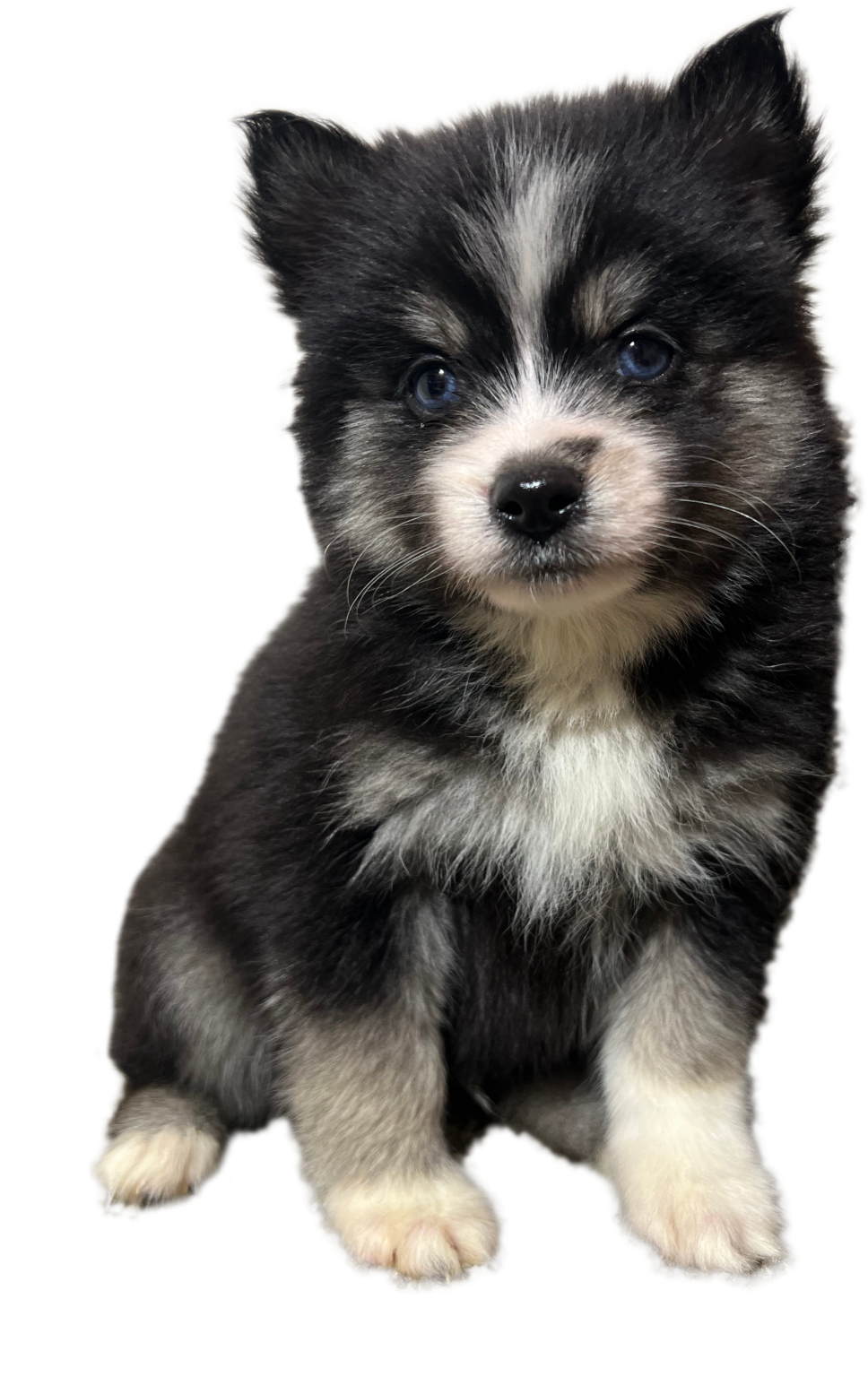 Pikes Peak Pomskies – Quality Pomsky Dog Breeder