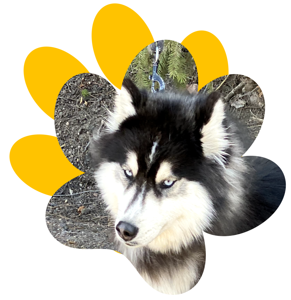 Our Parent Dogs - Pikes Peak Pomskies