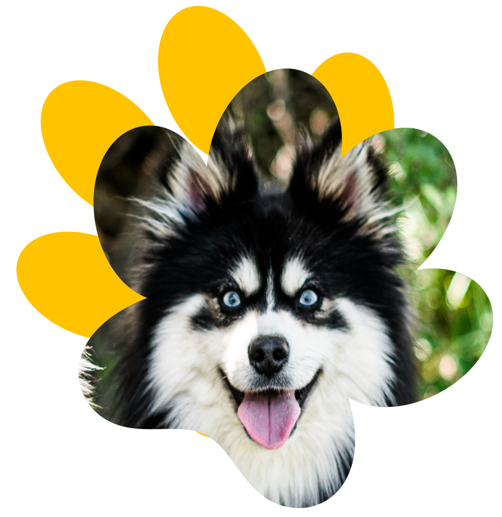 Our Parent Dogs - Pikes Peak Pomskies