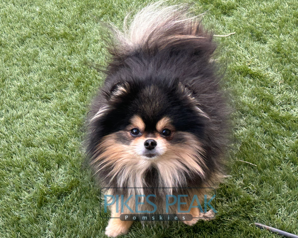 Darcy/Mocha 2025 Litter - Pikes Peak Pomskies